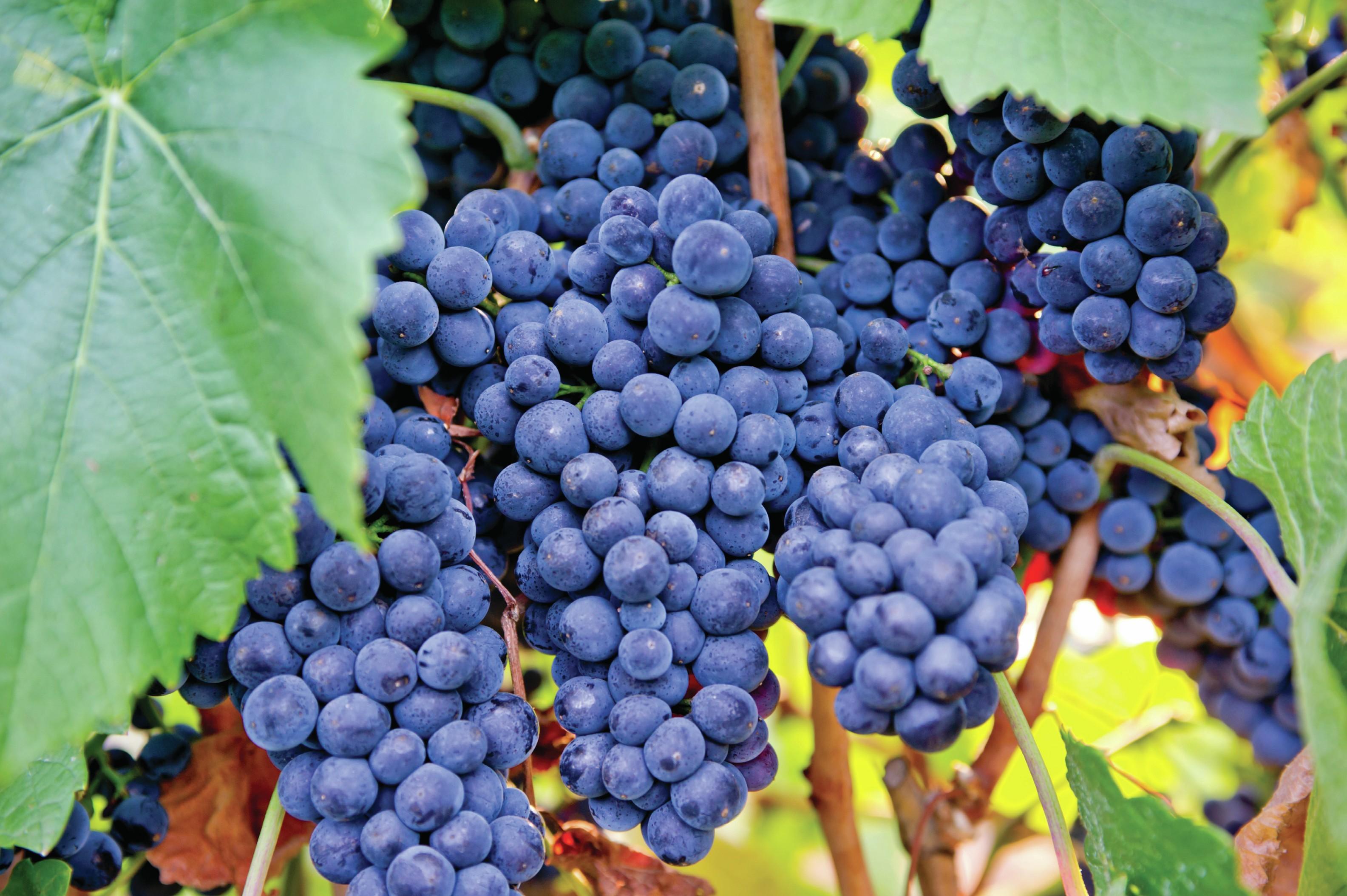 Is the writing on the wall for Australian Shiraz?