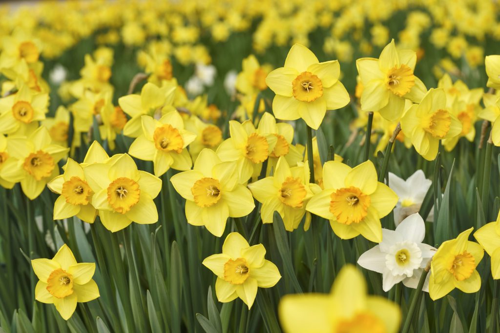 Seven Welsh drinks for St David's Day