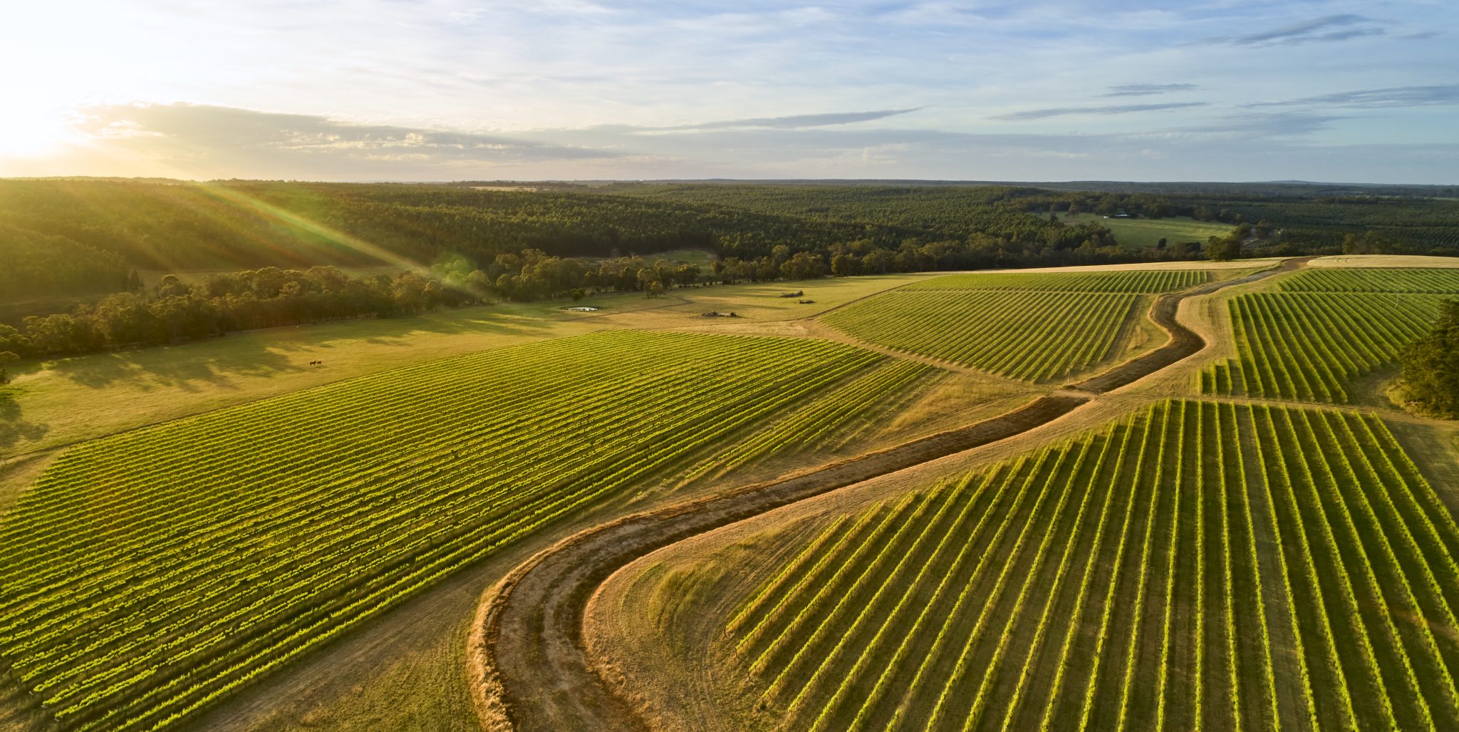 Regional Spotlight: Great Southern Wine Region