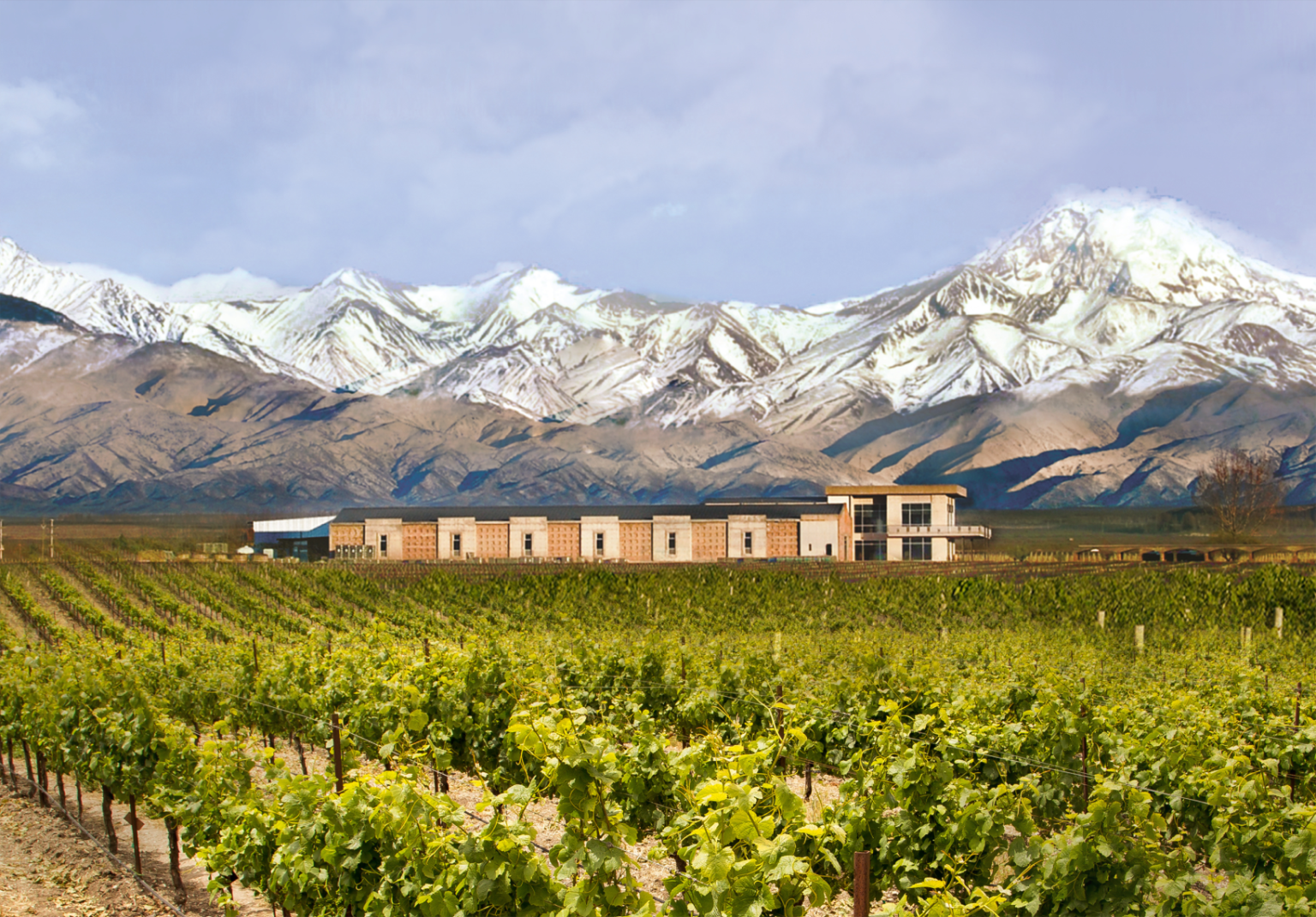 More than Malbec: the other grapes showing promise in Argentina