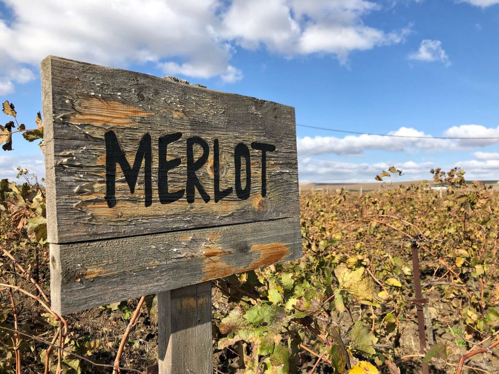 'Cabernet may be king but Merlot proved emperor'