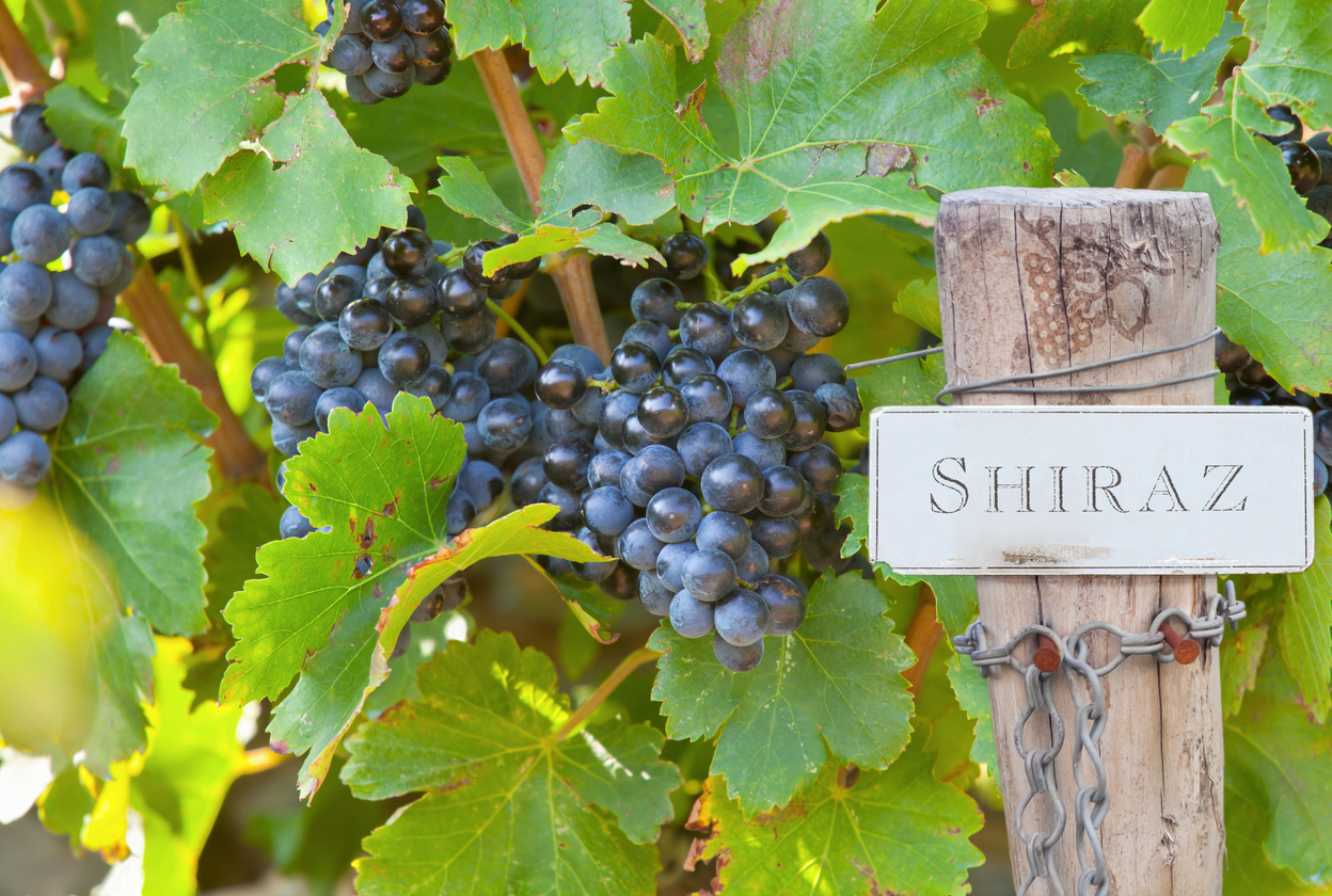 Que Syrah, Shiraz: what’s in a name?