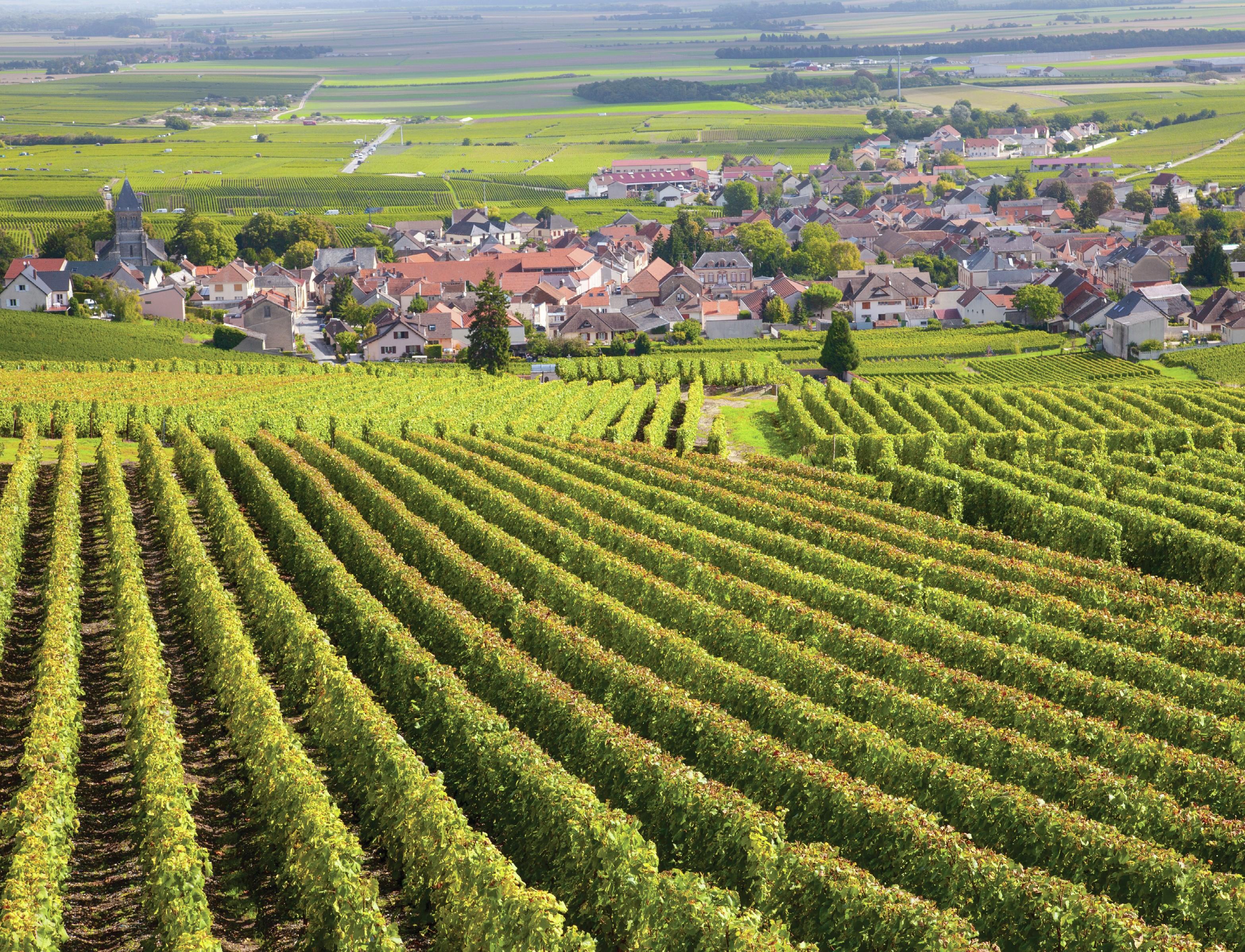 What's driving Burgundy trading? - The Drinks Business