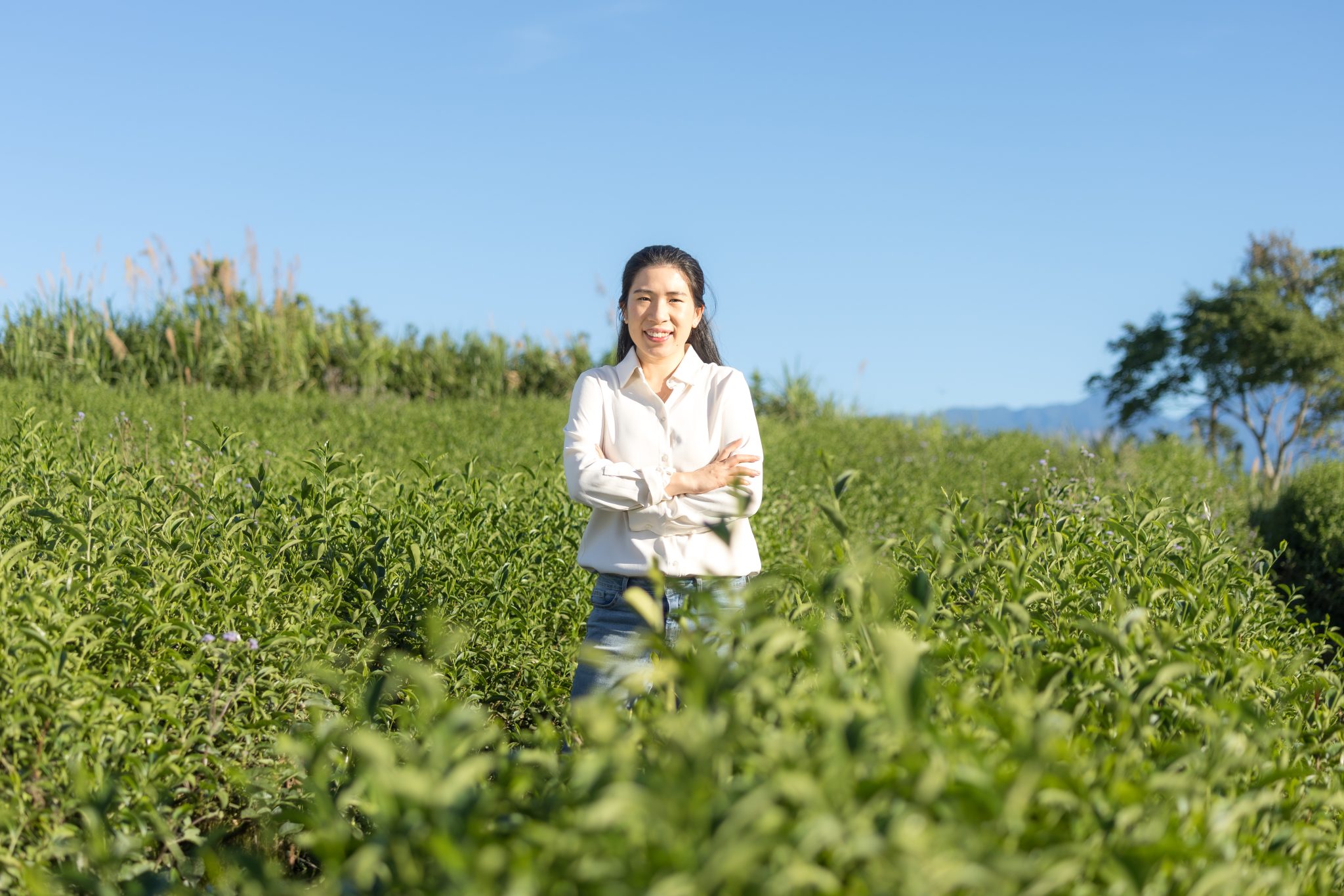 Sparkling tea: fad, fashion or fixture?