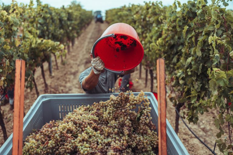 The Global Organic & Vegan Wine Masters 2026
