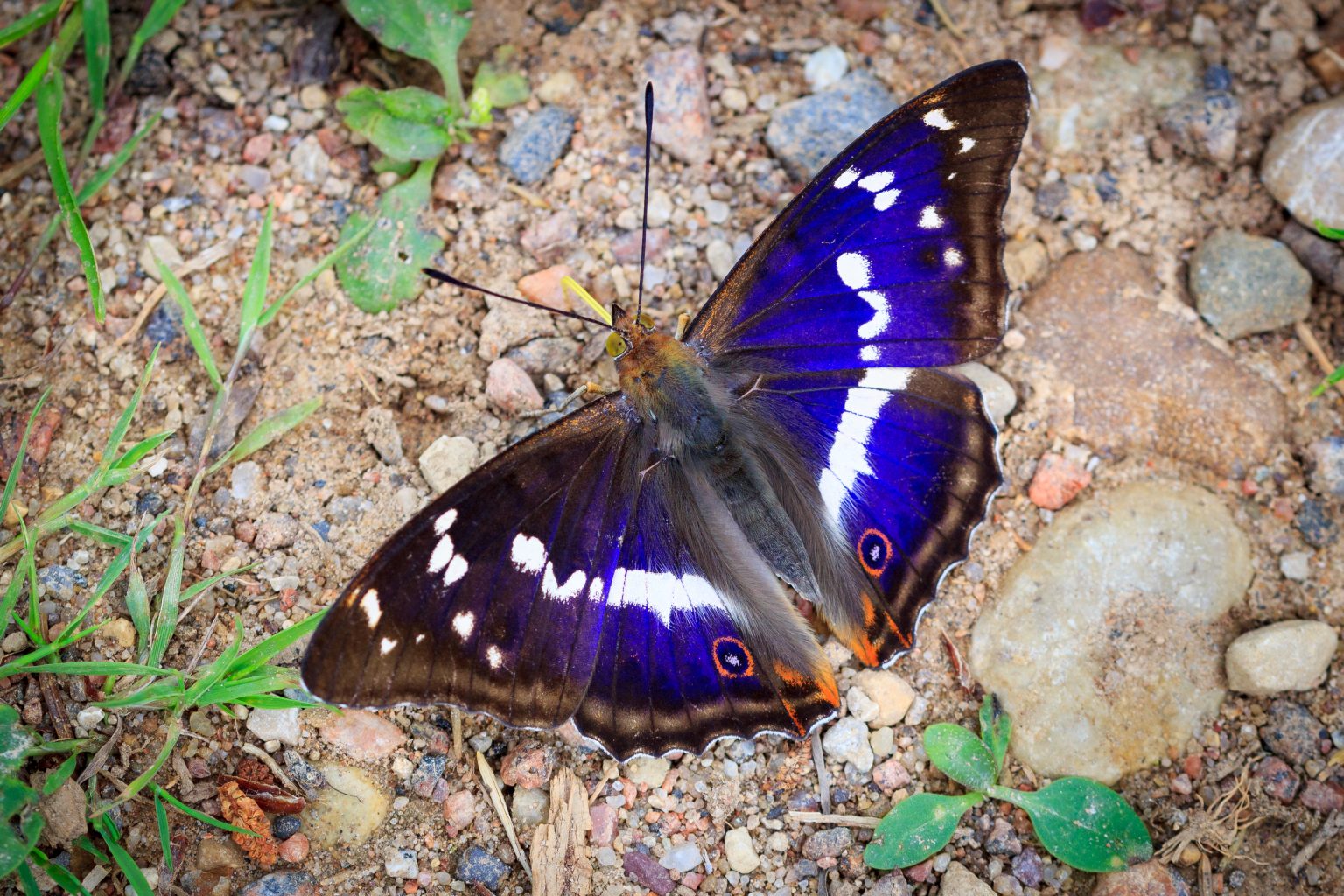 Opus One earns prestigious Butterfly Mark