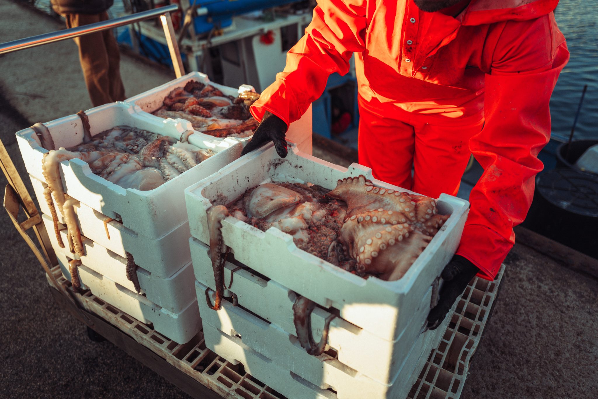 Octopus surge shakes up UK menus