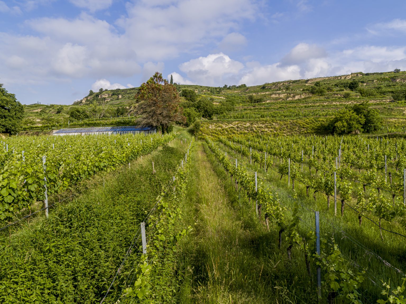 Austria hits milestone with 25% of vineyards now organic