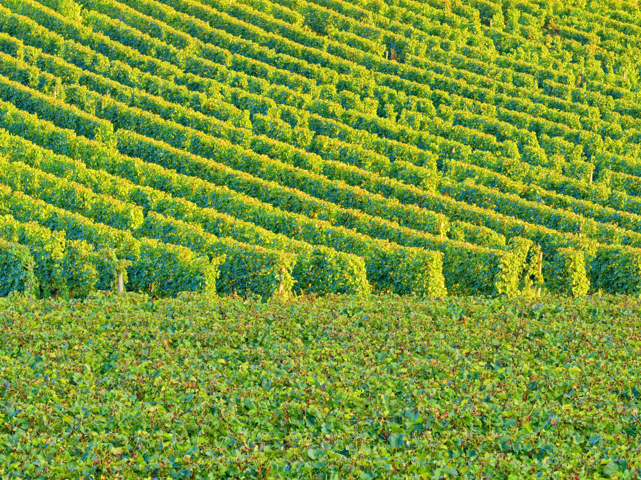 French ban on copper fungicides puts organic vintners under strain