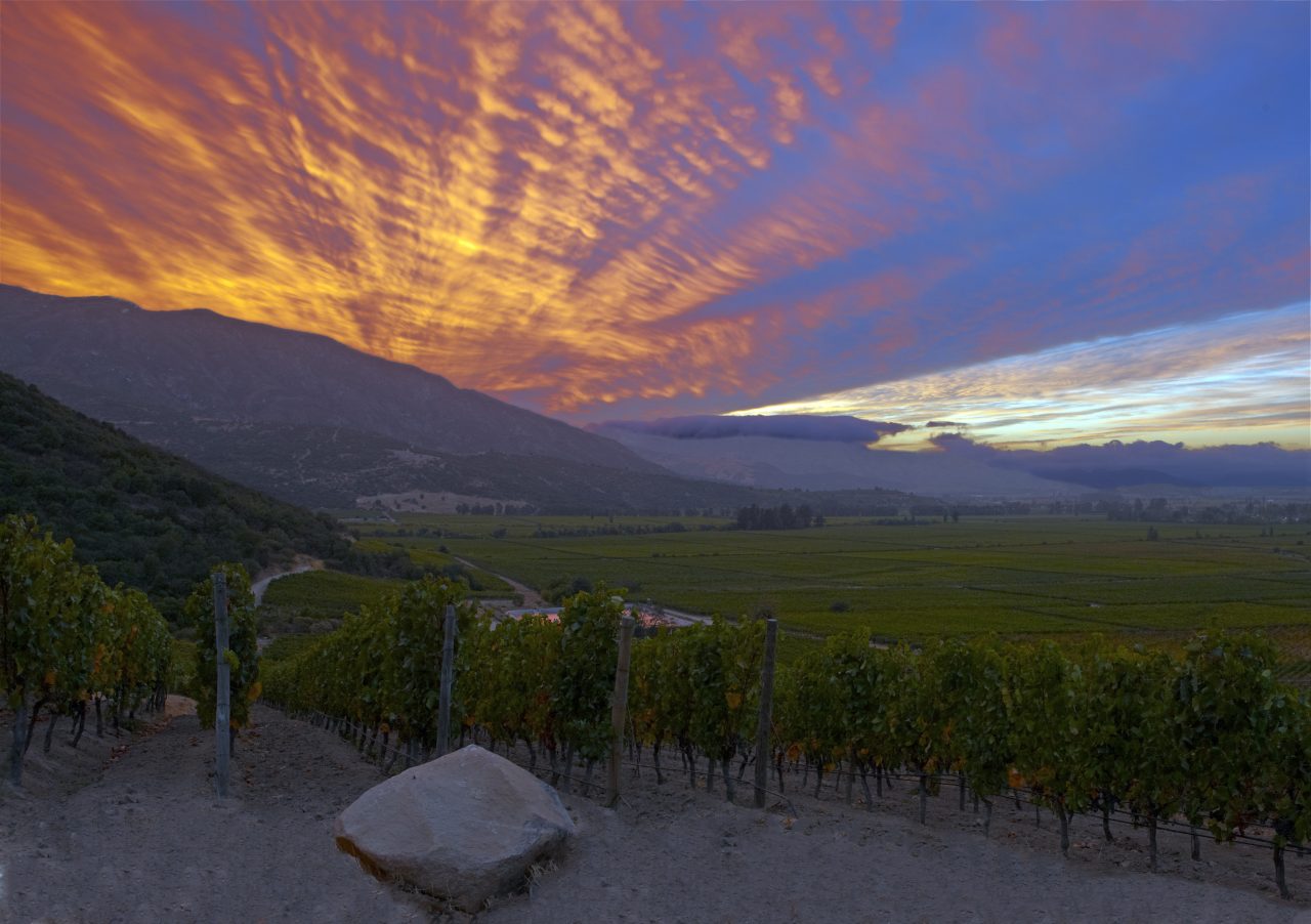 Apalta DO: Chile's hidden treasure in Colchagua Valley