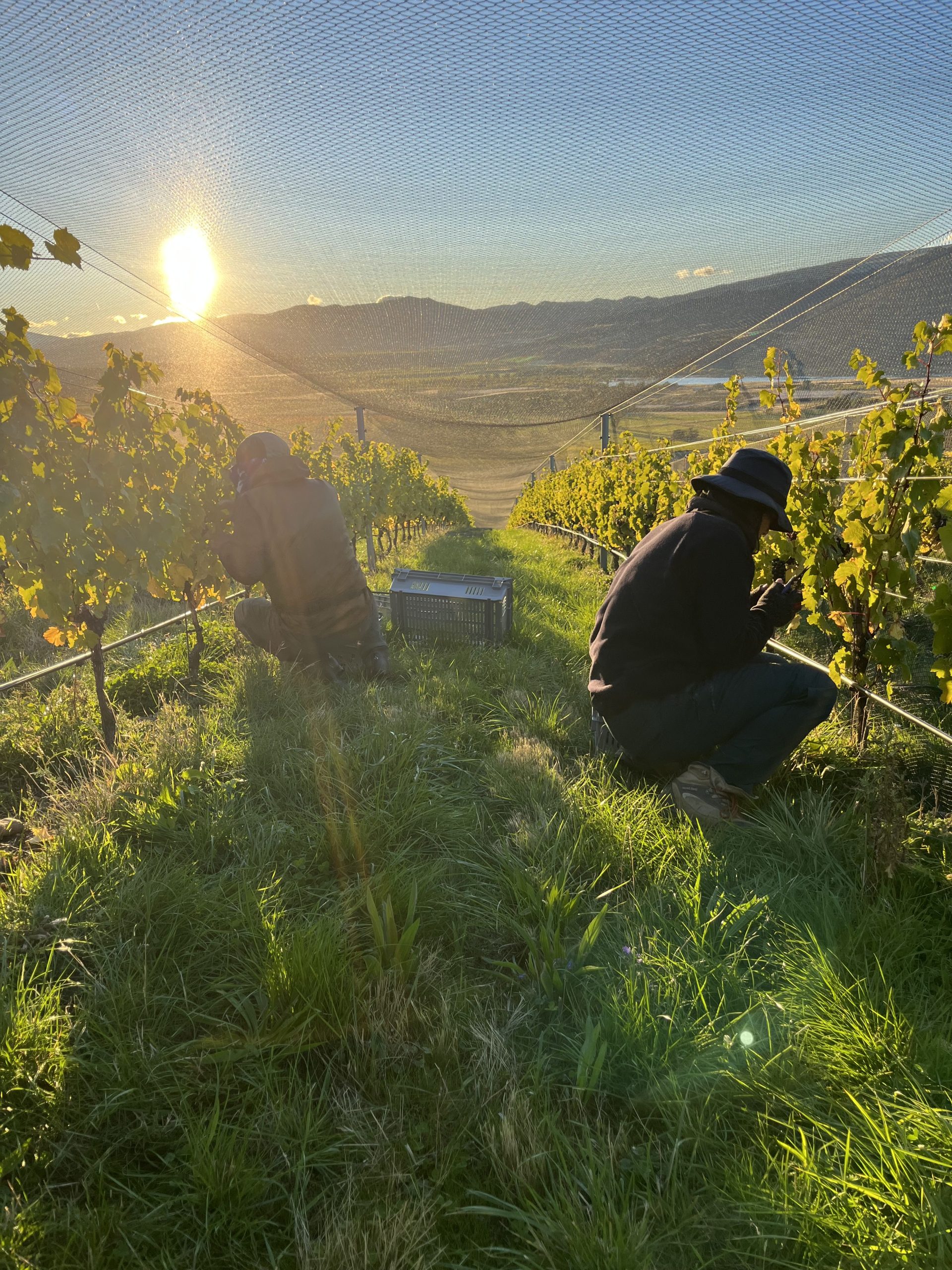 Why Sato Wines is quiet about its 'natural wine' identity