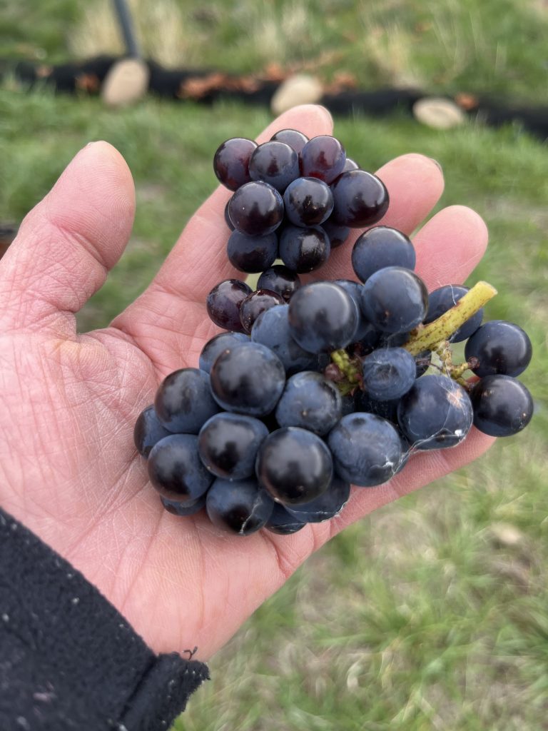 Why Sato Wines is quiet about its 'natural wine' identity