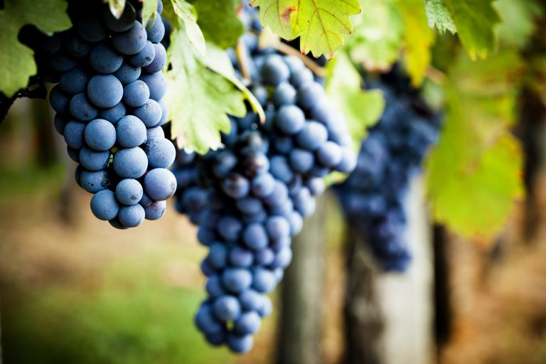 Ste. Michelle Wine Estates acquired by one of its top growers