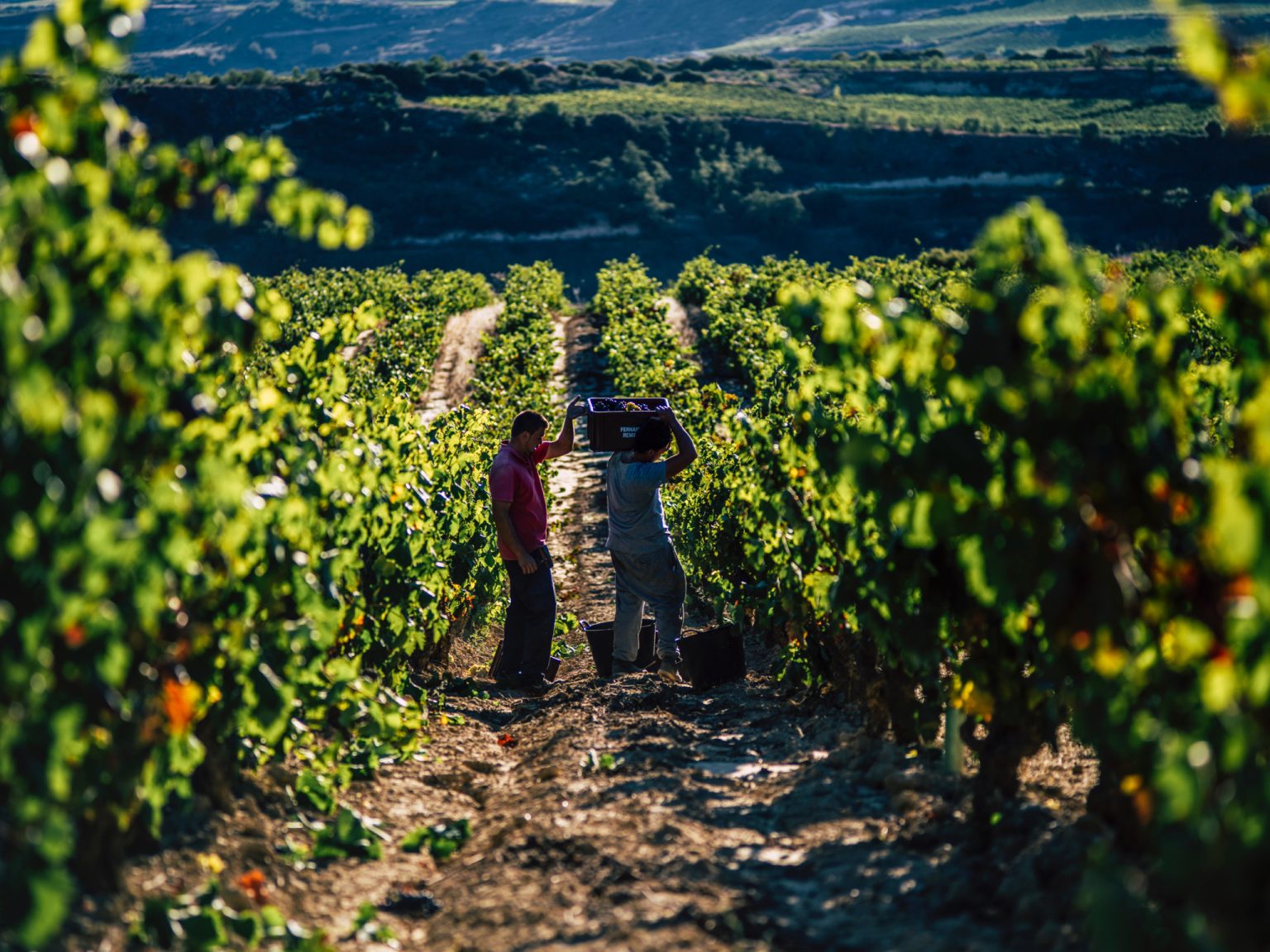 Beyond the barrel: ‘diversity and uniqueness’ are Rioja’s hallmarks