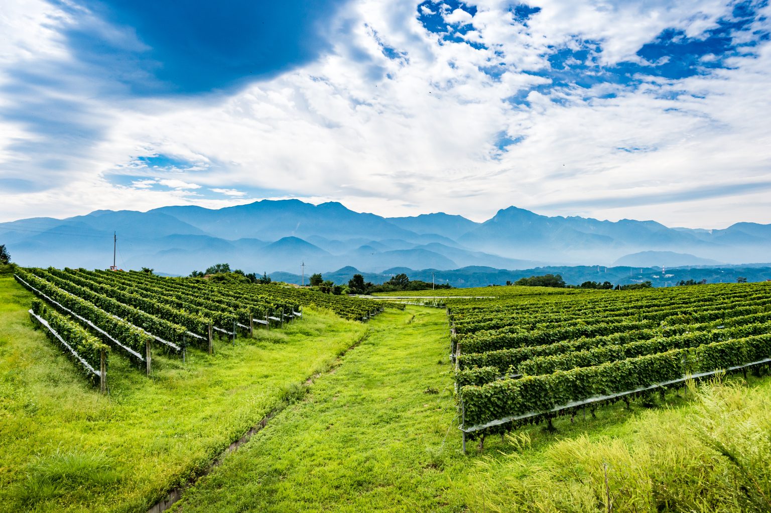 Japan wine imports dip in volume but rise in value in 2025