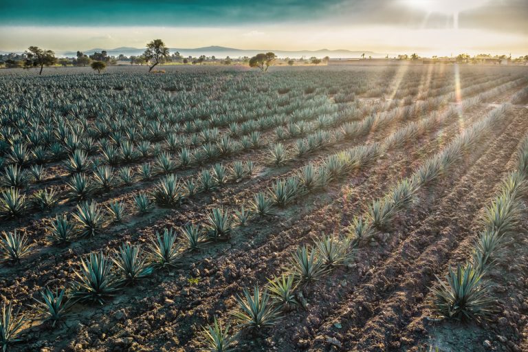Becle profits slide 12.8% as Jose Cuervo owner hit by weaker US Tequila ...