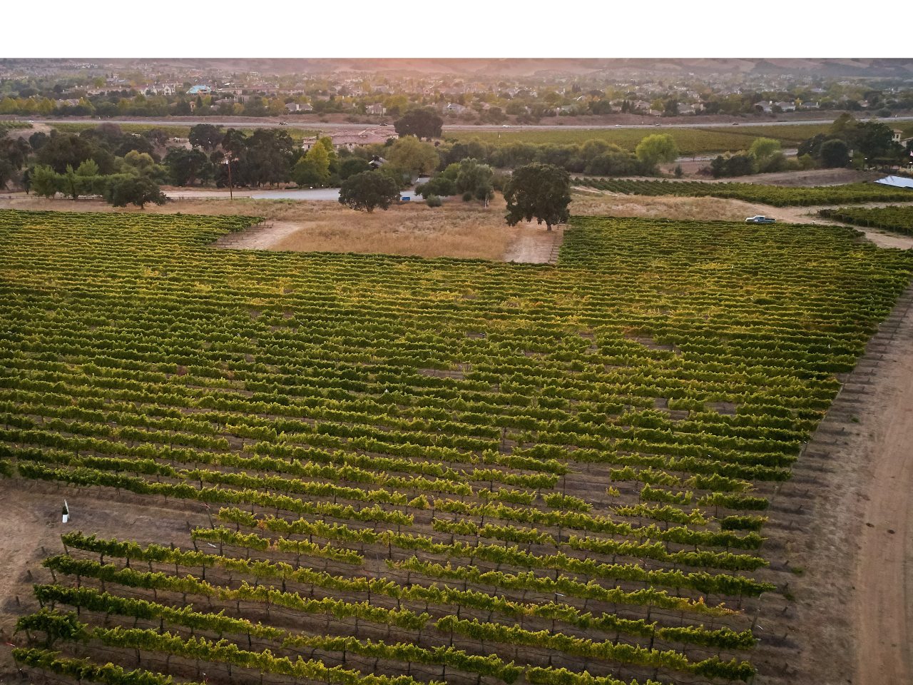 Livermore Valley winemakers vote for two-grape strategy