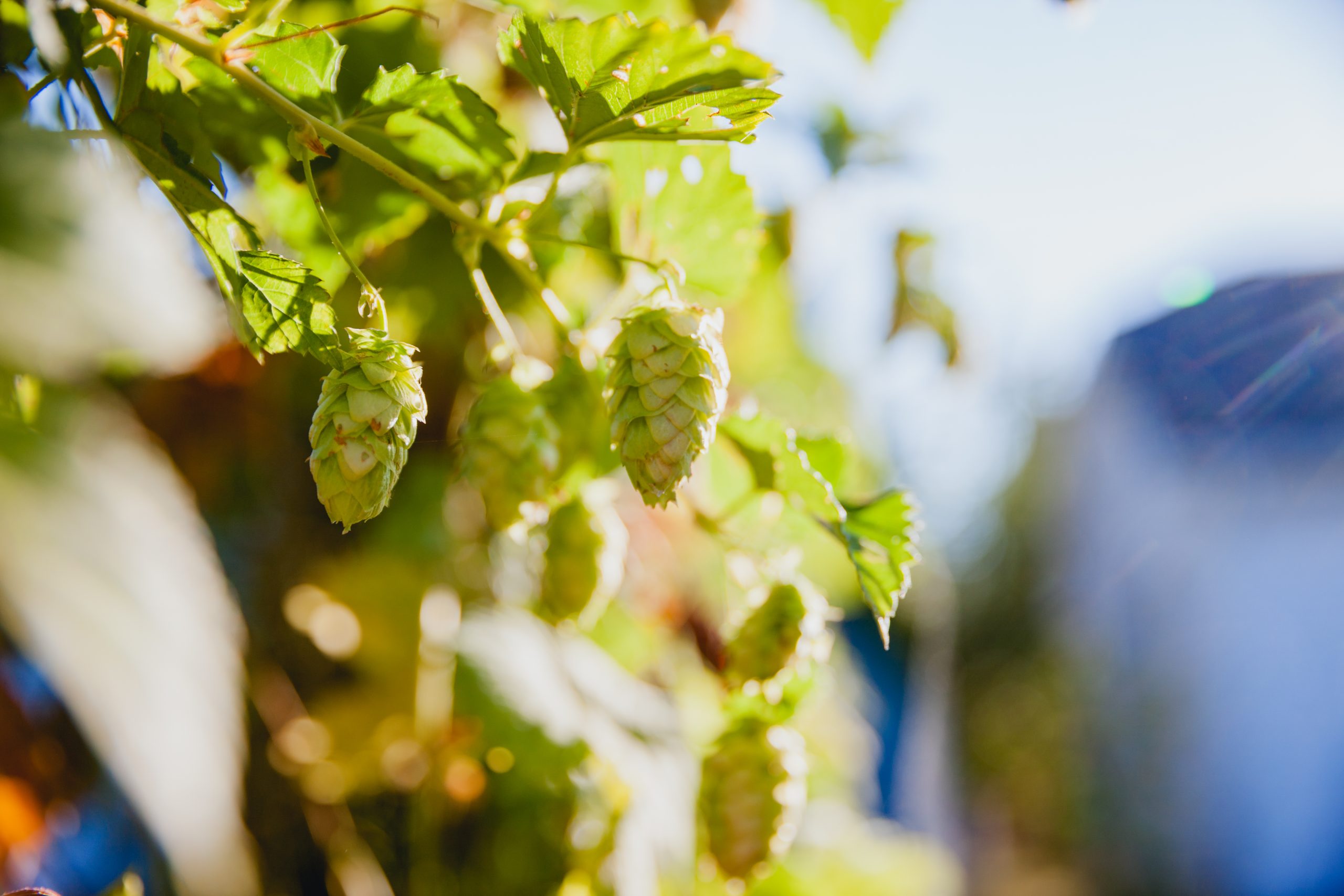 Oregon hop harvests nosedive 20% as craft beer market declines